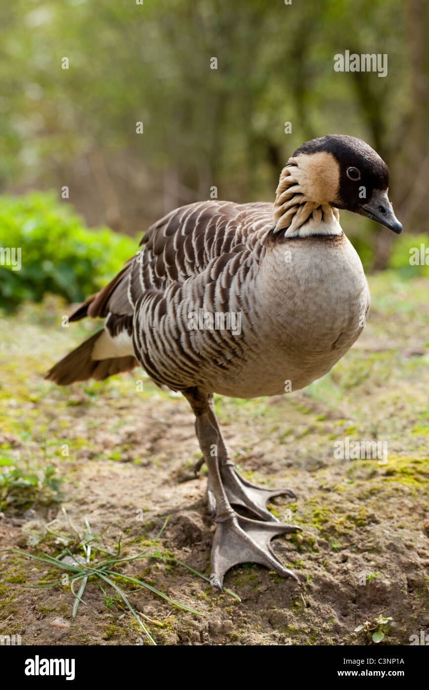 Hawaiian Goose or Ne-ne (Branta sandvicensis). Showing feet with long ...