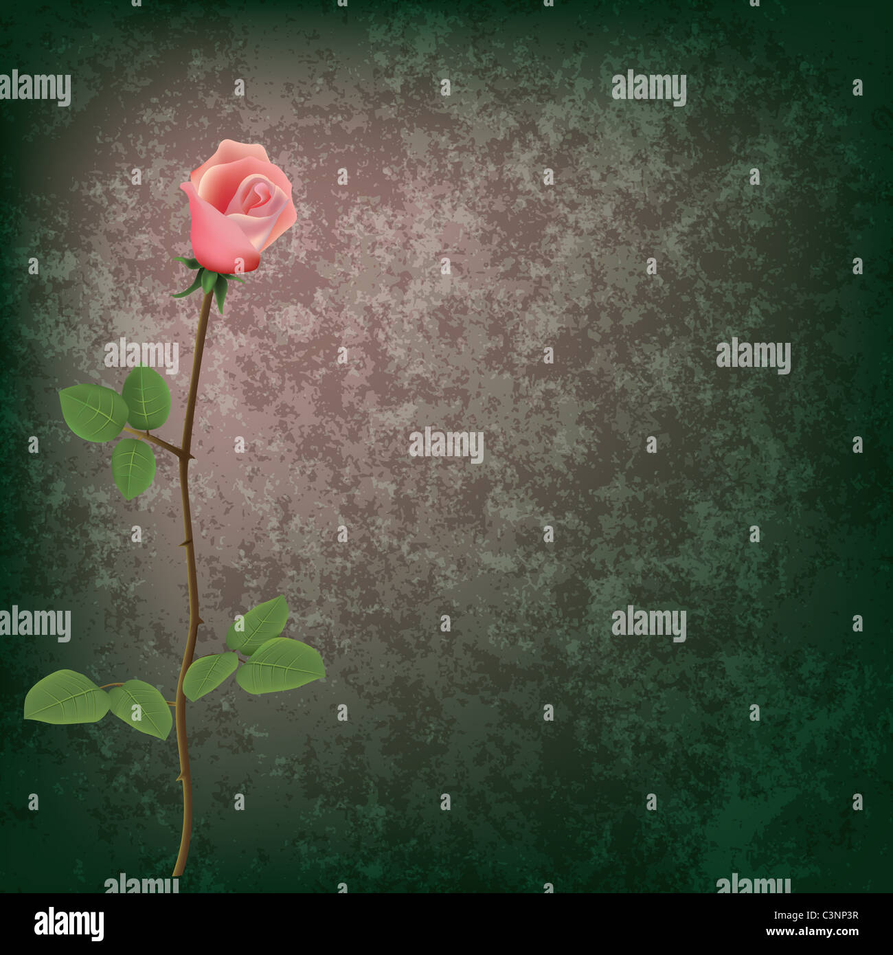 Rose on grey hi-res stock photography and images - Alamy