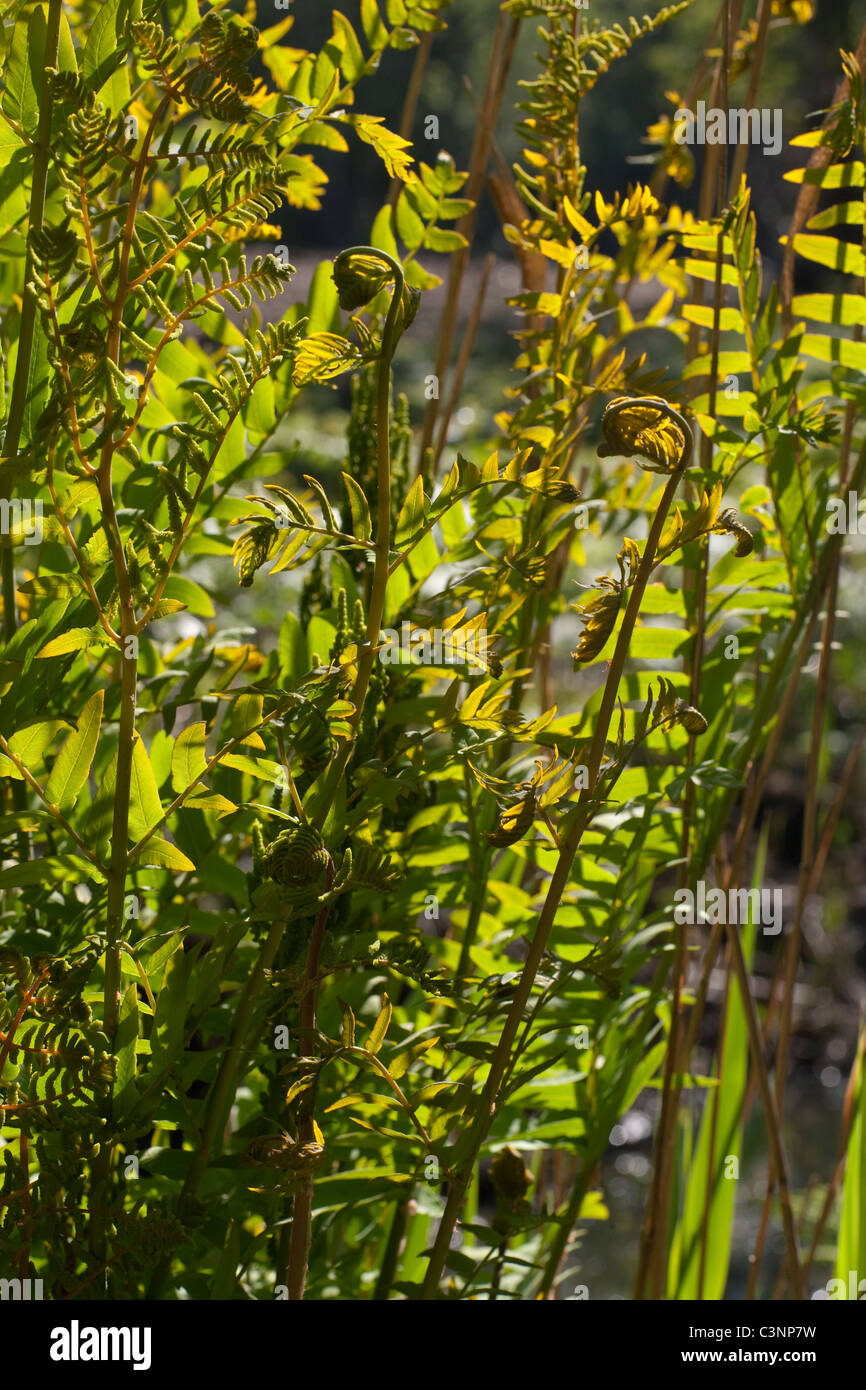 Royal Fern (Osmunda regalis), June. Calthorpe Broad NNR, Norfolk Stock ...
