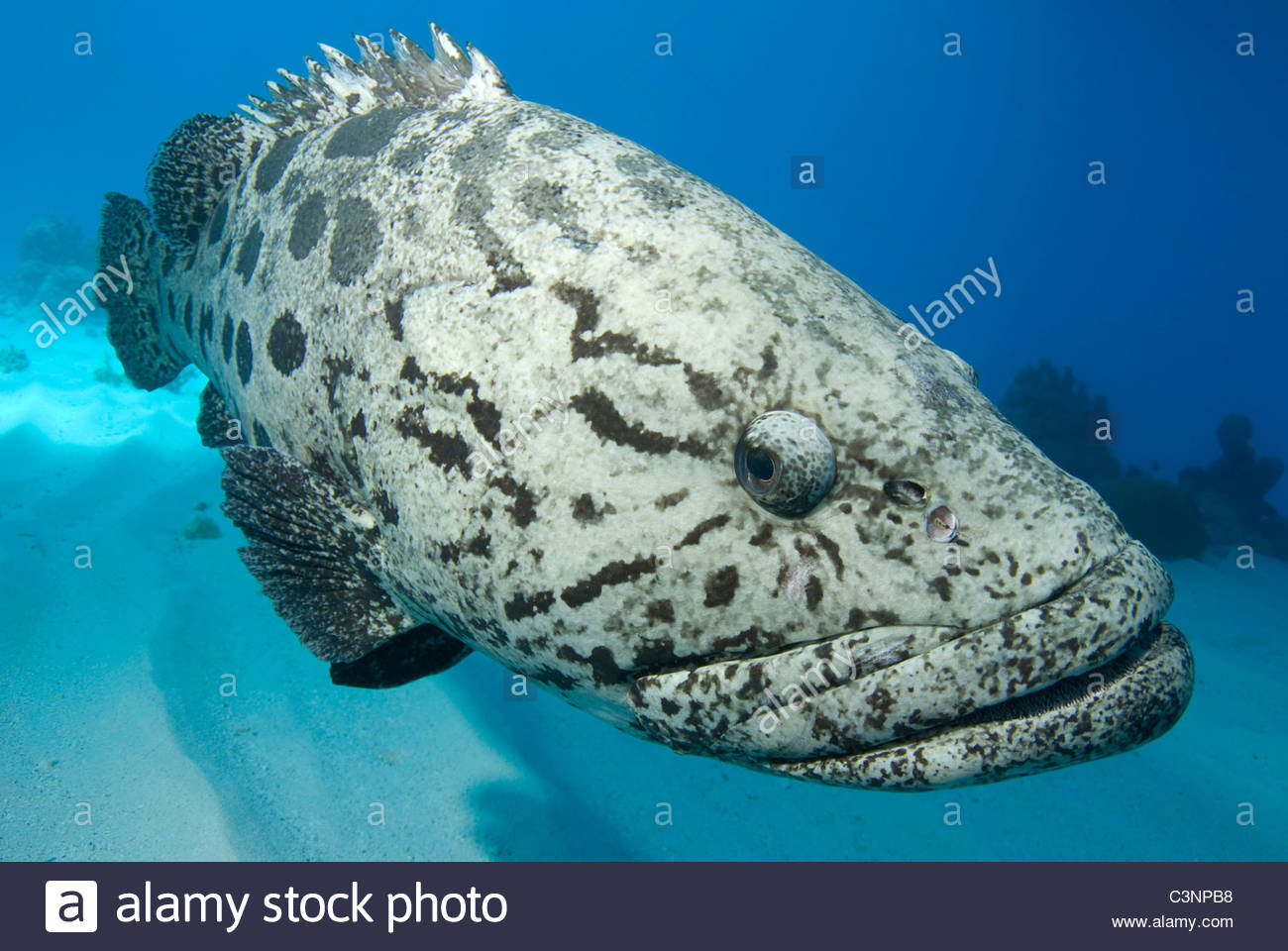 Grouper Fish Great Barrier Reef Stock Photos & Grouper Fish Great ...