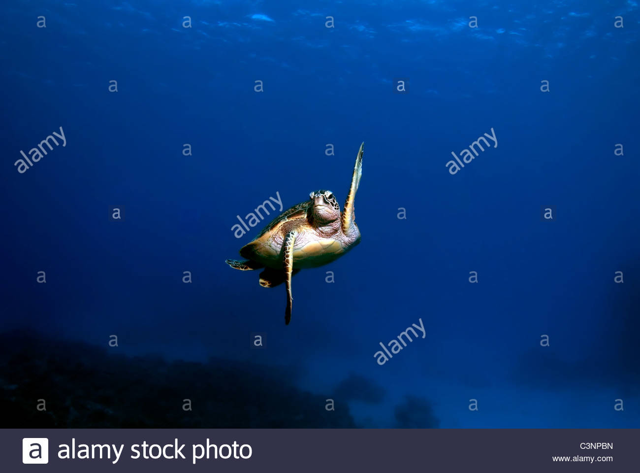 Australian Marine Life Stock Photos & Australian Marine Life Stock ...