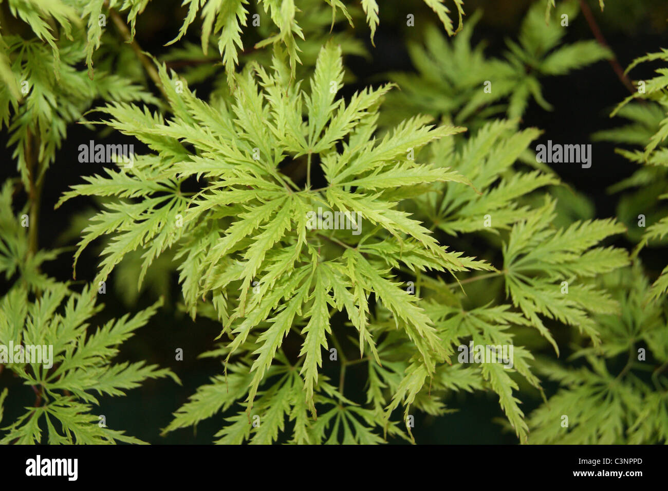 Acer (Palmatum Filigree Stock Photo - Alamy