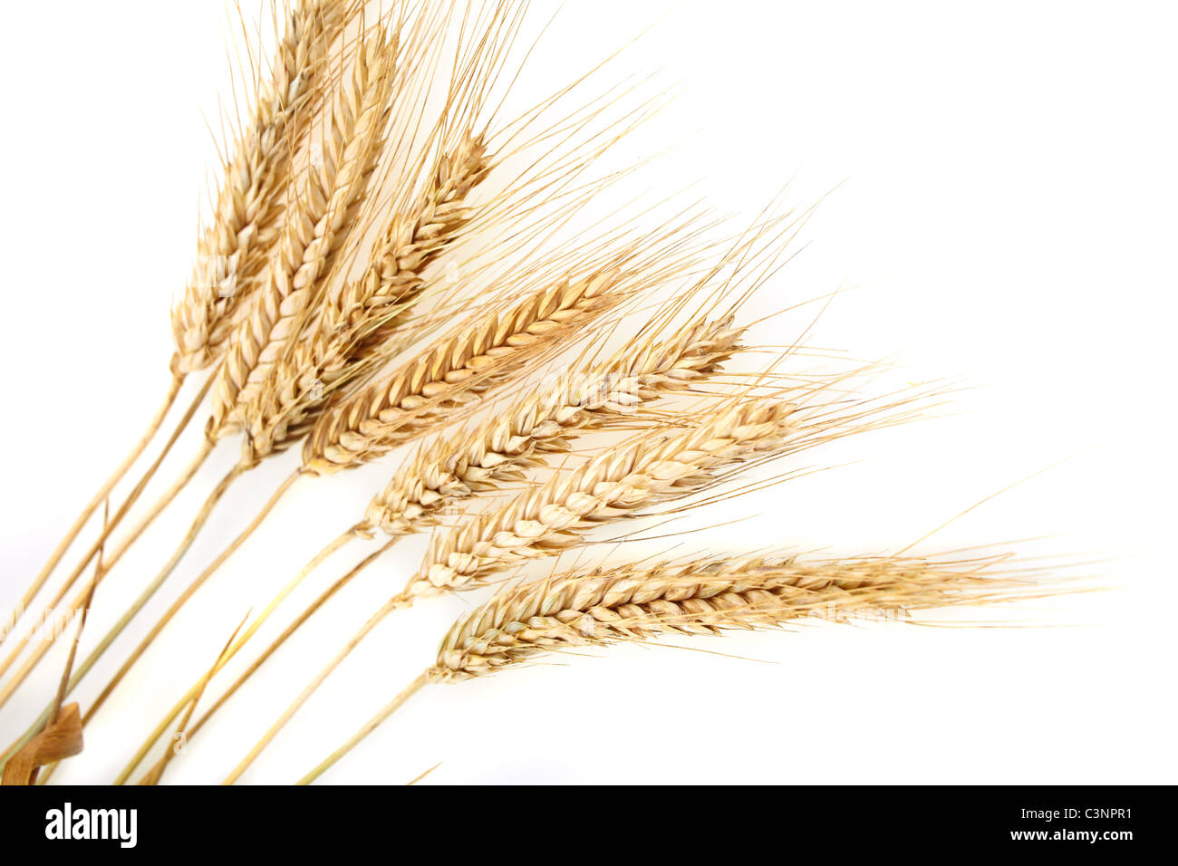 wheat isolated on white Stock Photo - Alamy