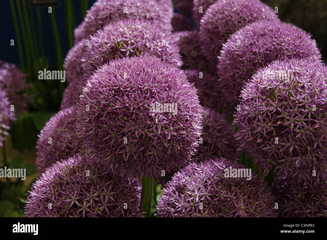 Allium (Pinball Wizard Stock Photo - Alamy