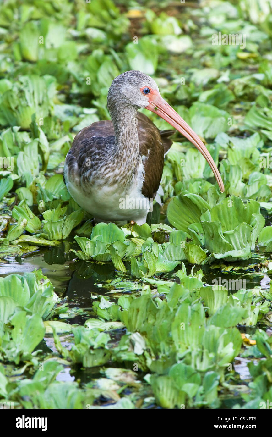 A juvenile White Ibis Stock Photo - Alamy