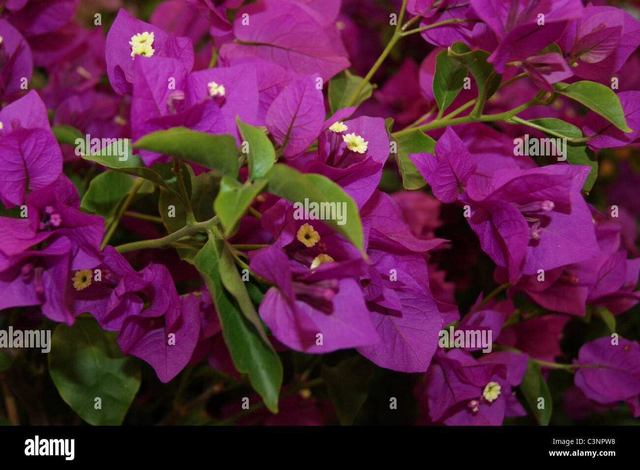 Bougainvillea - Elizabeth Angus Stock Photo - Alamy