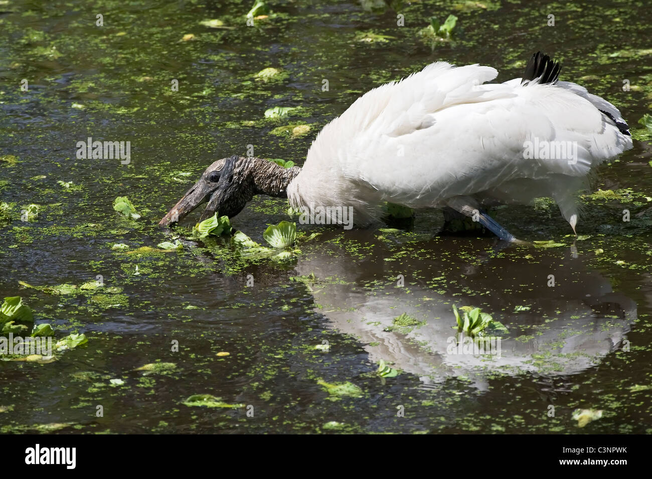 Shallow pool hi-res stock photography and images - Alamy