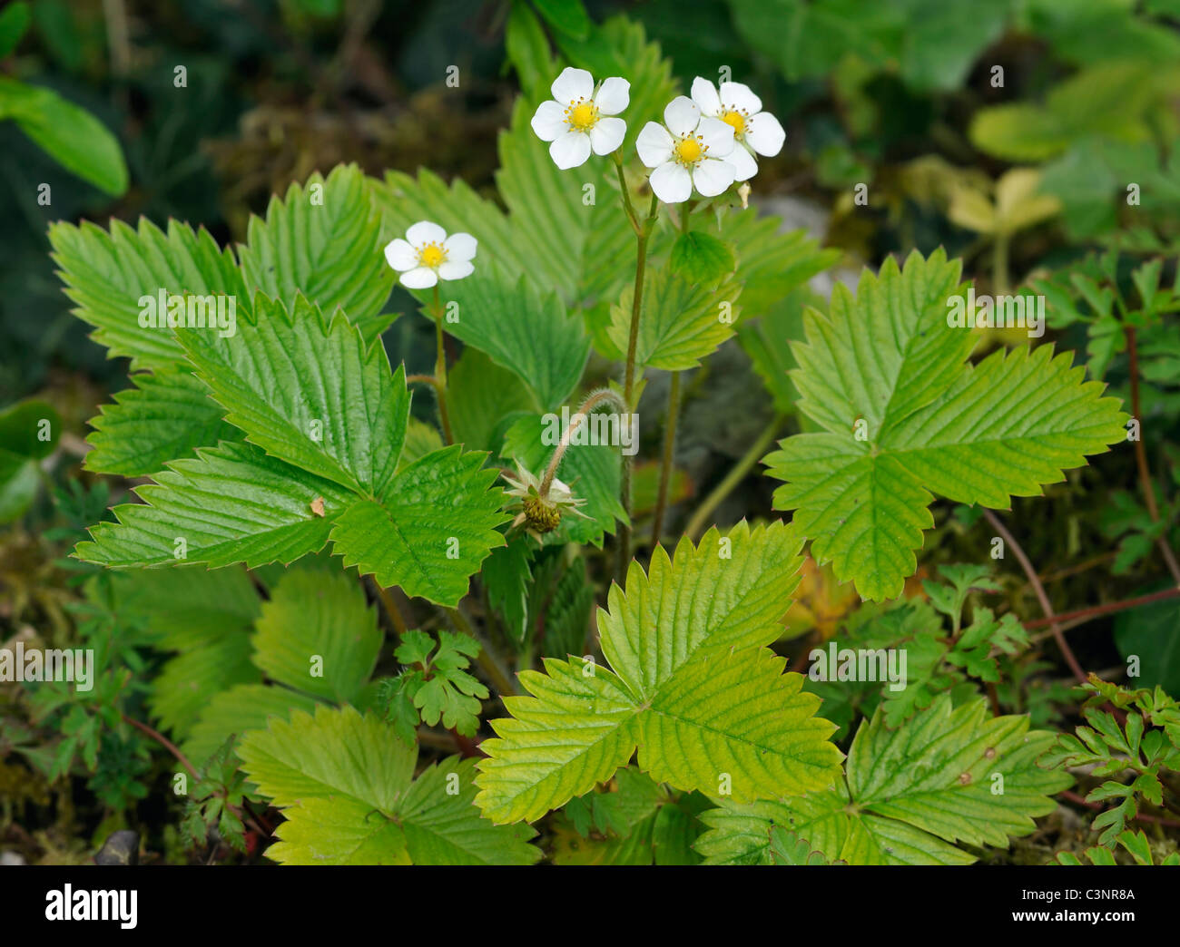 Wild Strawberry - Fragaria vesca Stock Photo - Alamy