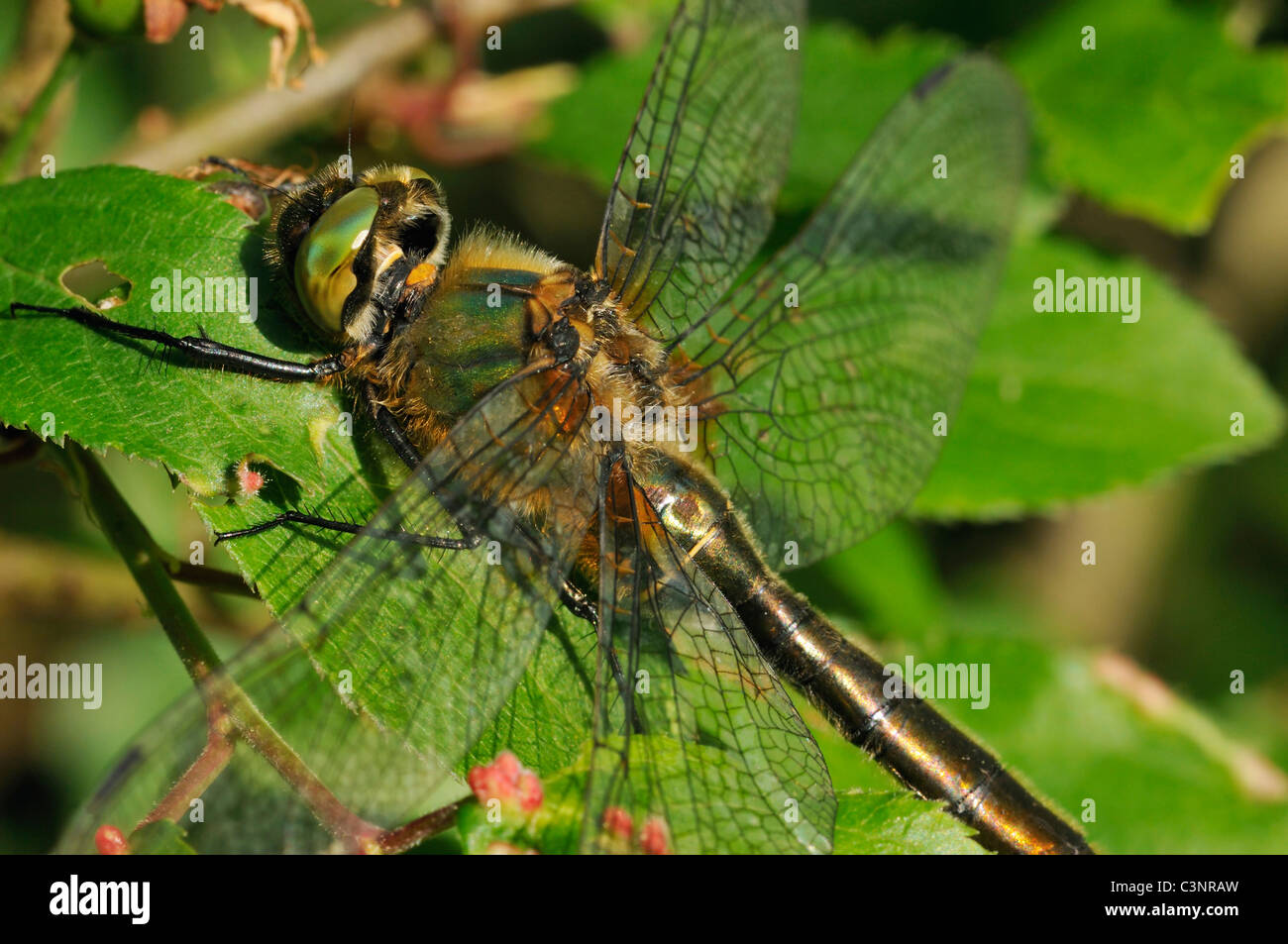 Downy Emerald Dragonfly - Cordulia aenea Female Stock Photo - Alamy