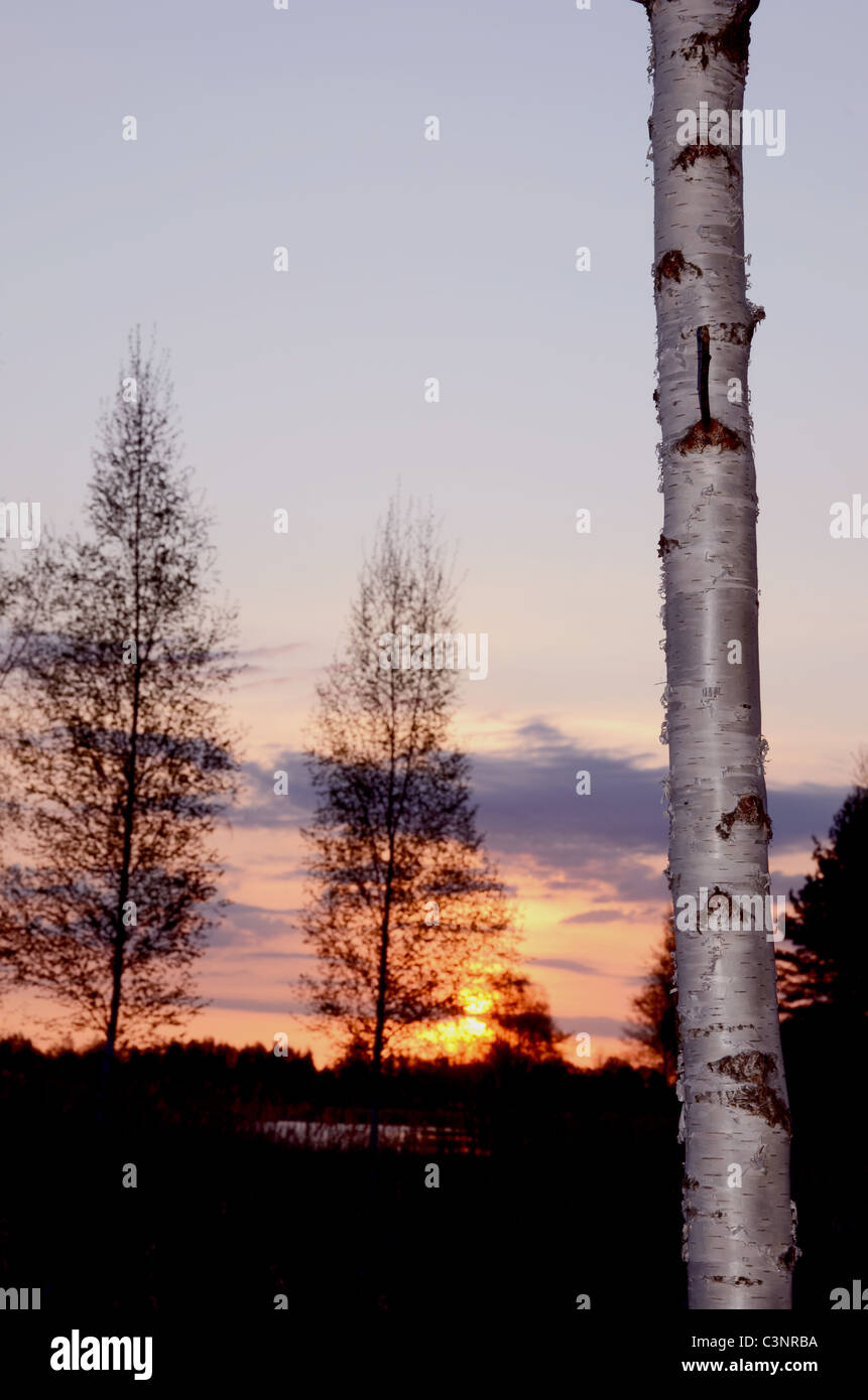 Early spring sunrise landscape with birch trunk Stock Photo - Alamy