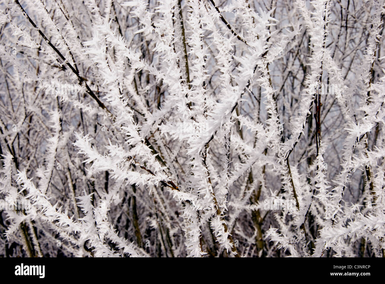 Tree twigs covered by rime background and textures Stock Photo - Alamy