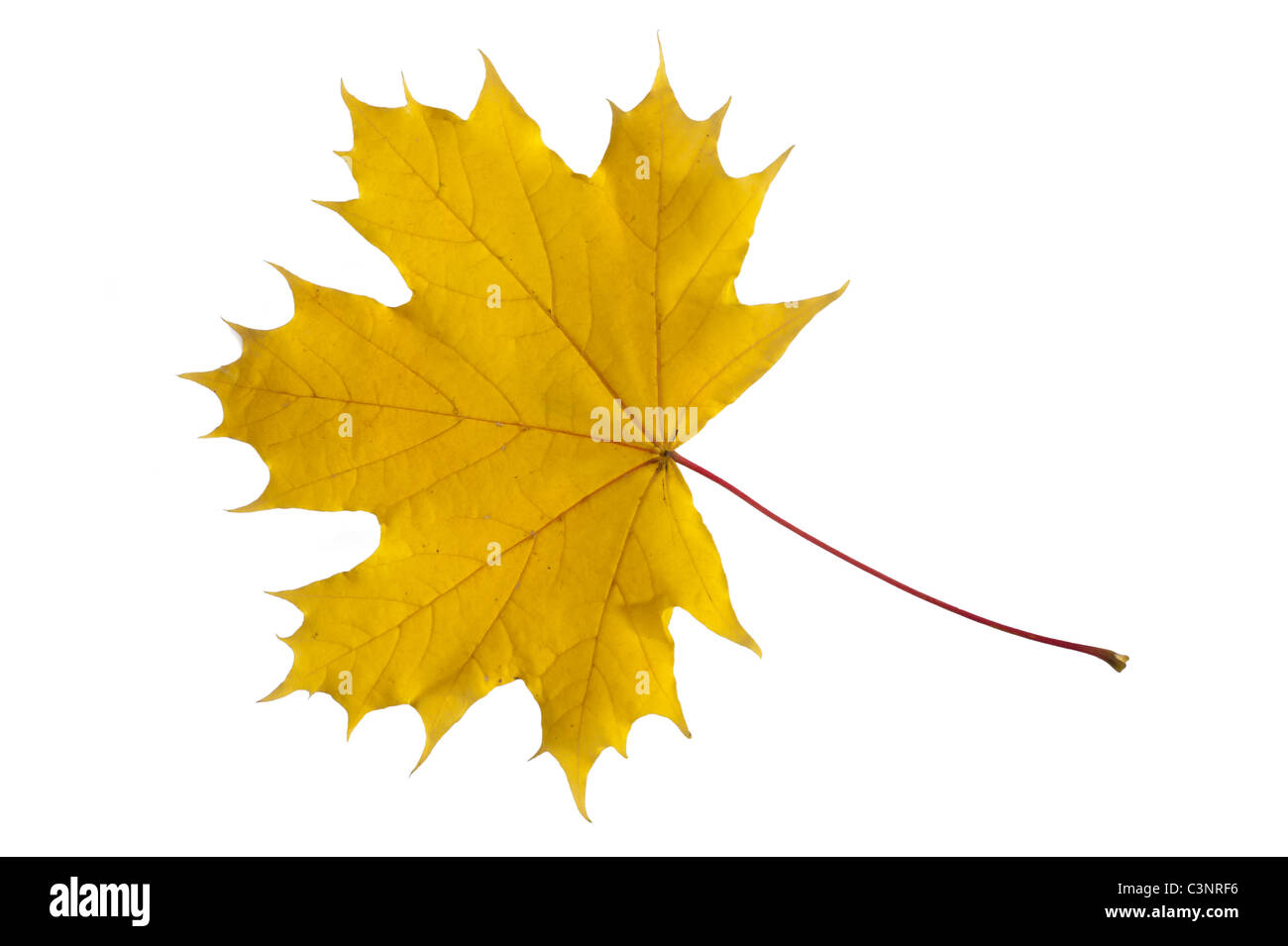 maple leaf isolated over white background Stock Photo - Alamy