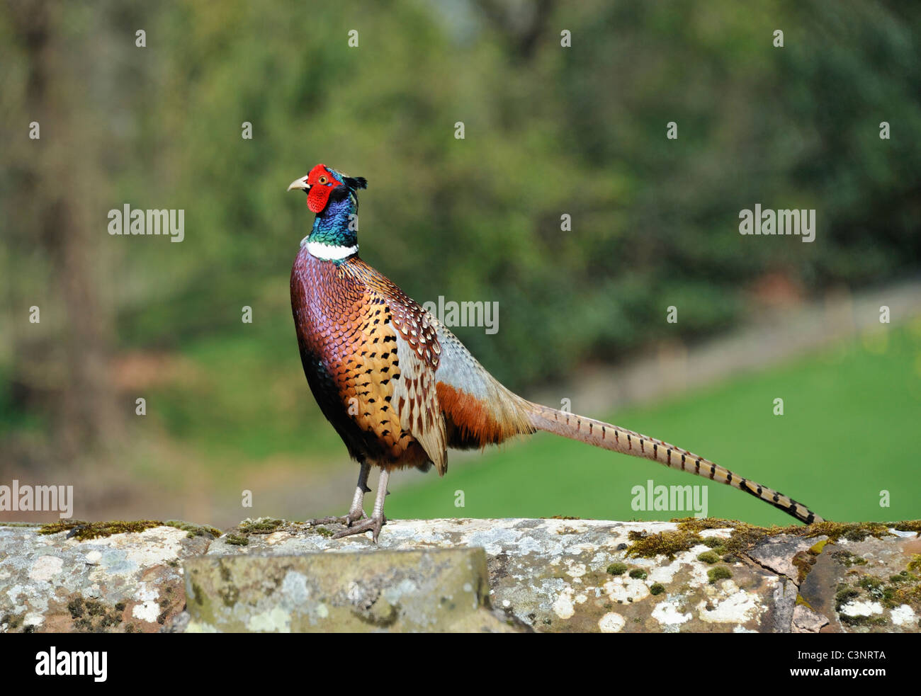 Common pheasant (Phasianus colchicus), perching on stone wall. Wetheral ...