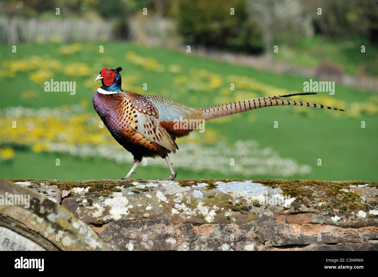 Common pheasant england hi-res stock photography and images - Alamy