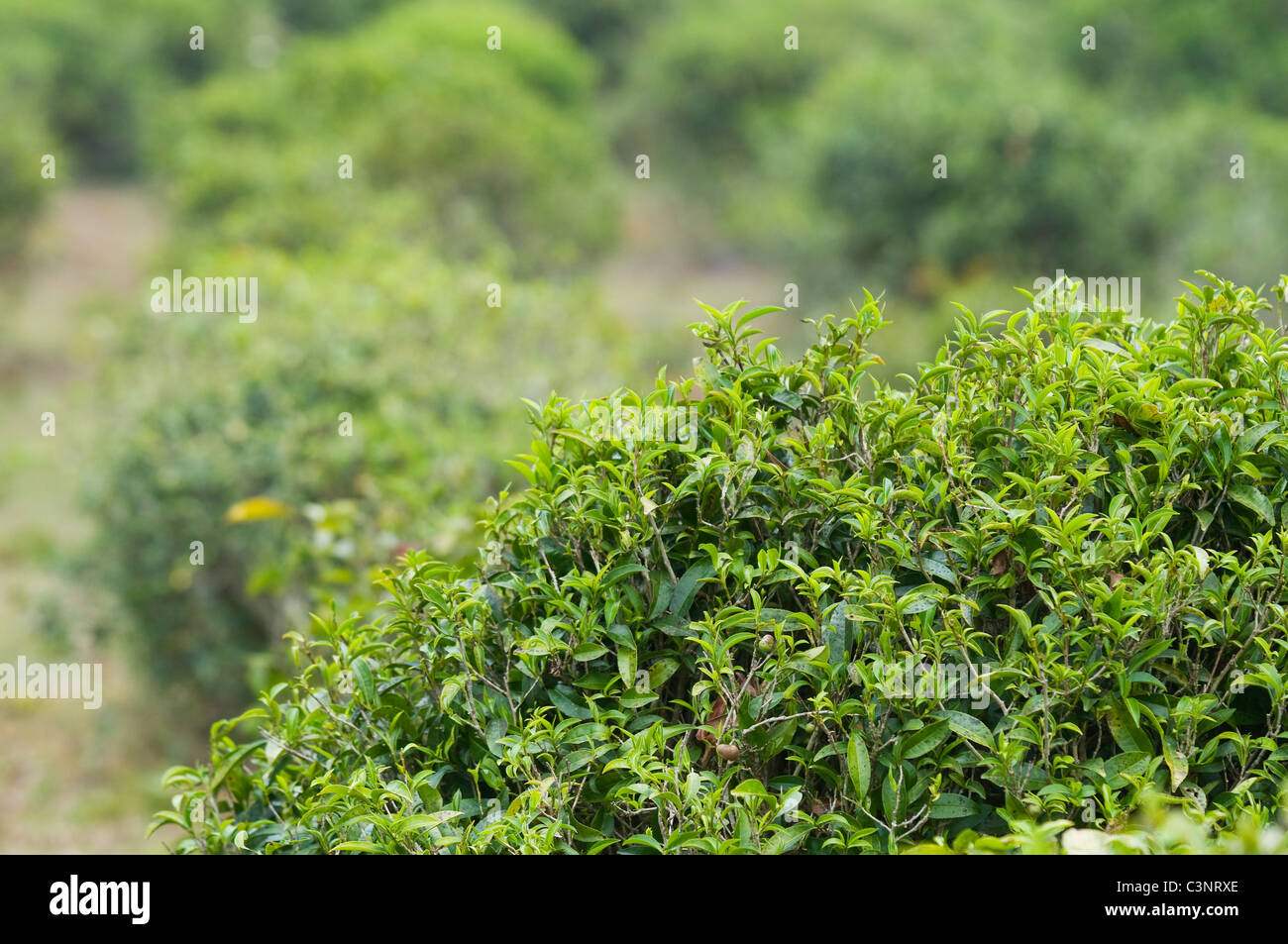 Tea bush at a plantation in Ban Rak Thai, Mae Hong Son, Thailand ...