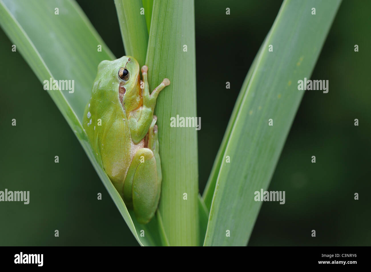 Mediterranean tree frog - Stripeless tree frog (Hyla meridionalis ...
