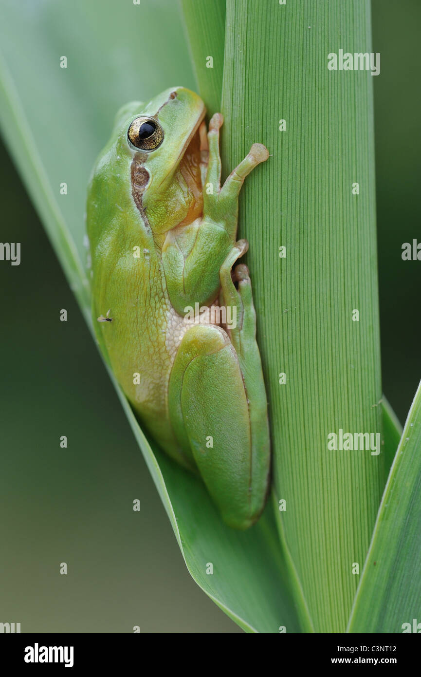 Mediterranean tree frog - Stripeless tree frog (Hyla meridionalis ...