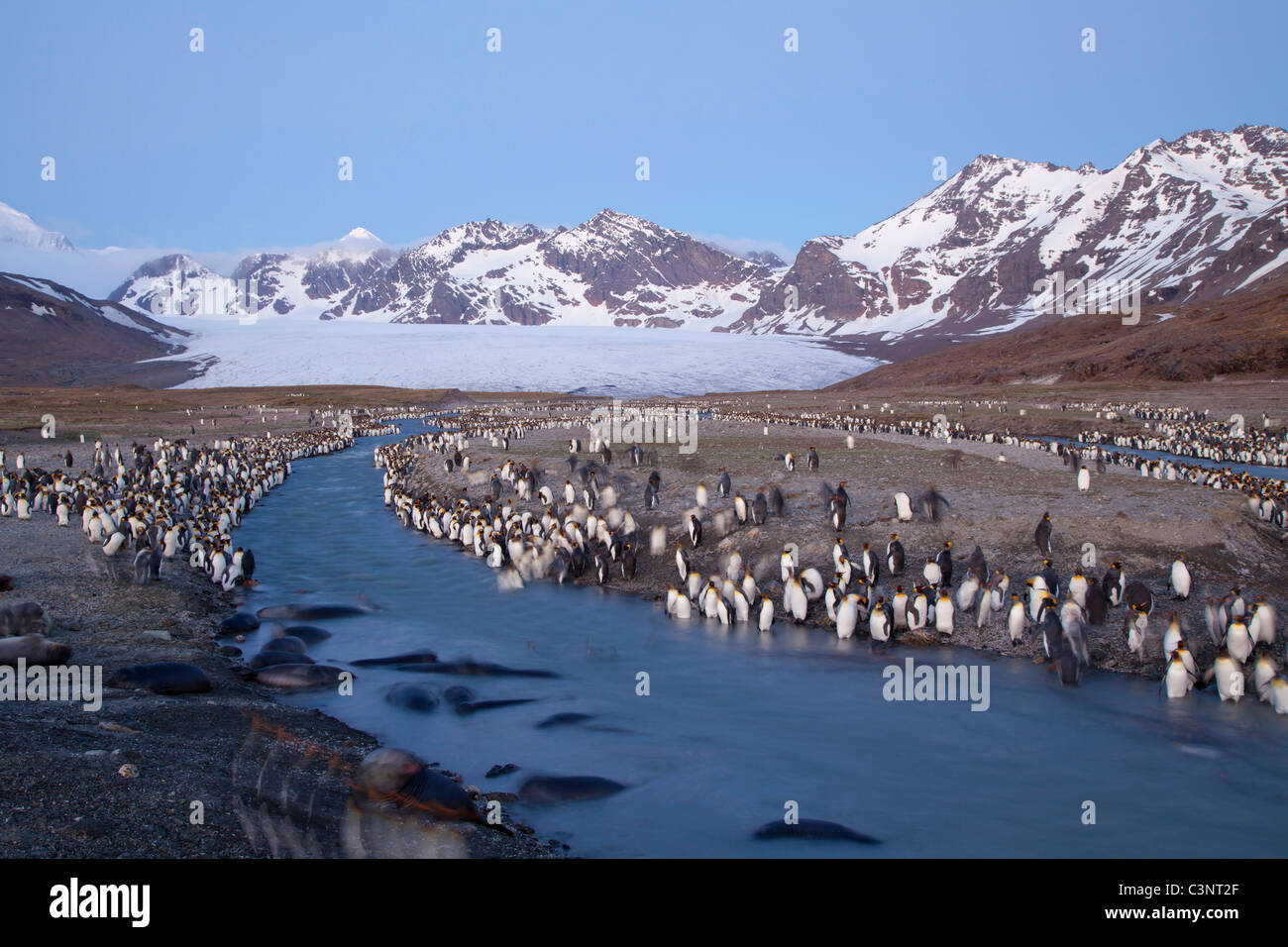 King penguins and elephant seals line the glacial stream running from ...