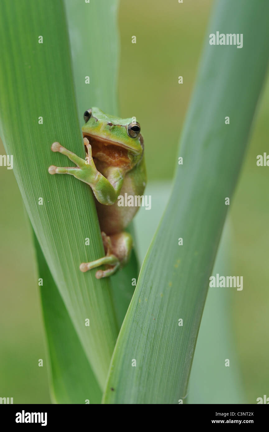 Mediterranean tree frog - Stripeless tree frog (Hyla meridionalis ...