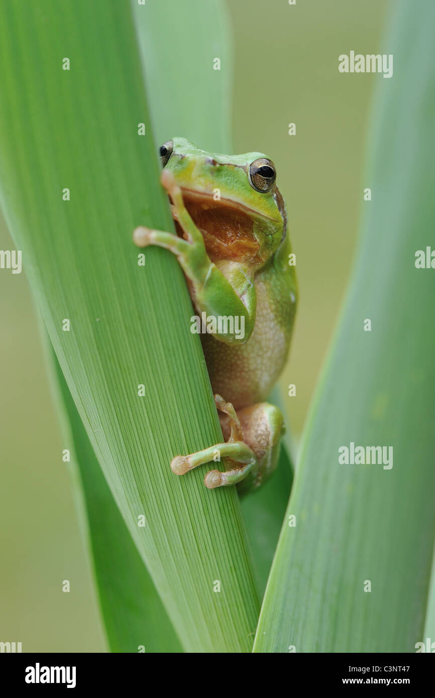 Mediterranean tree frog - Stripeless tree frog (Hyla meridionalis ...