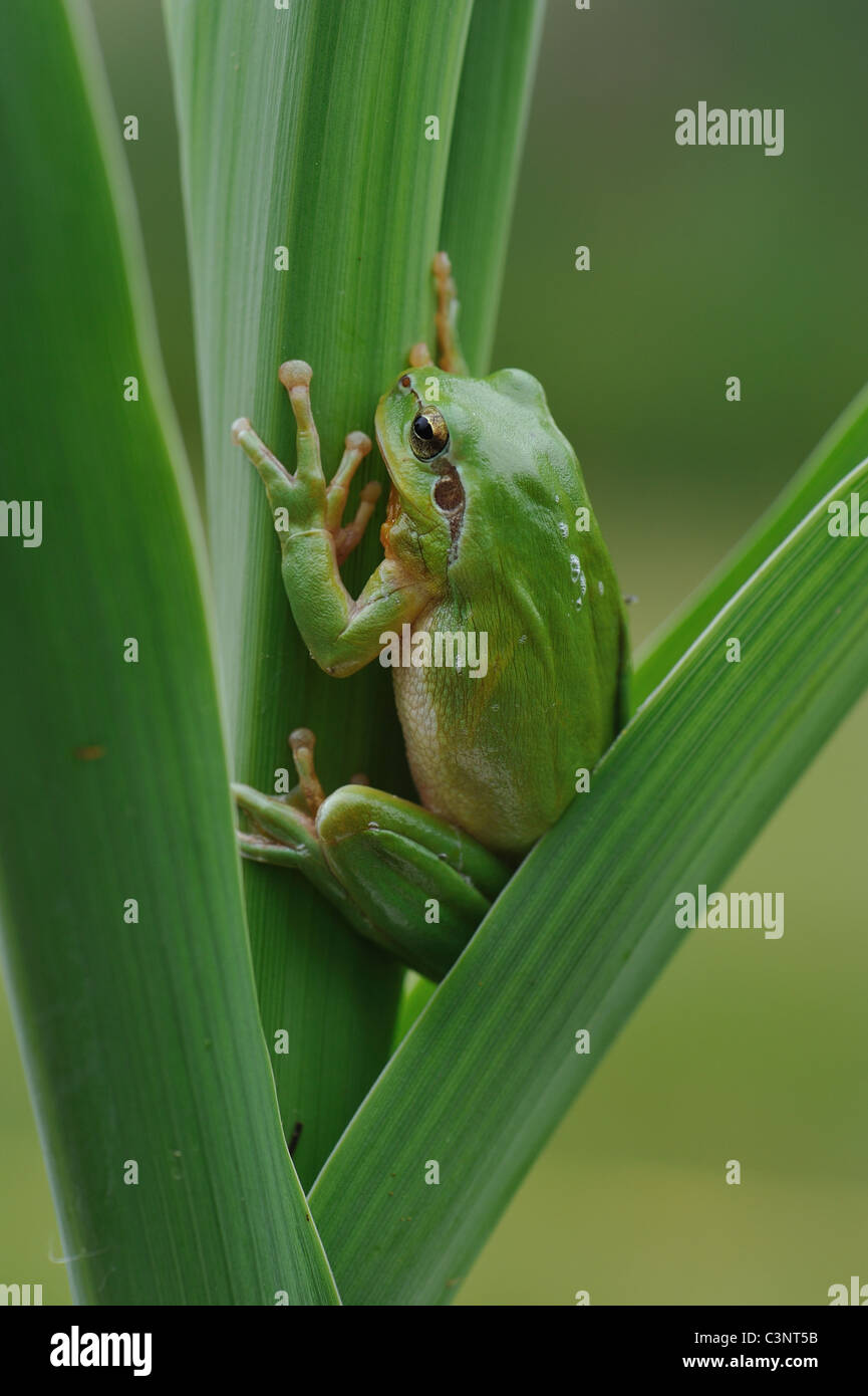 Mediterranean tree frog - Stripeless tree frog (Hyla meridionalis ...