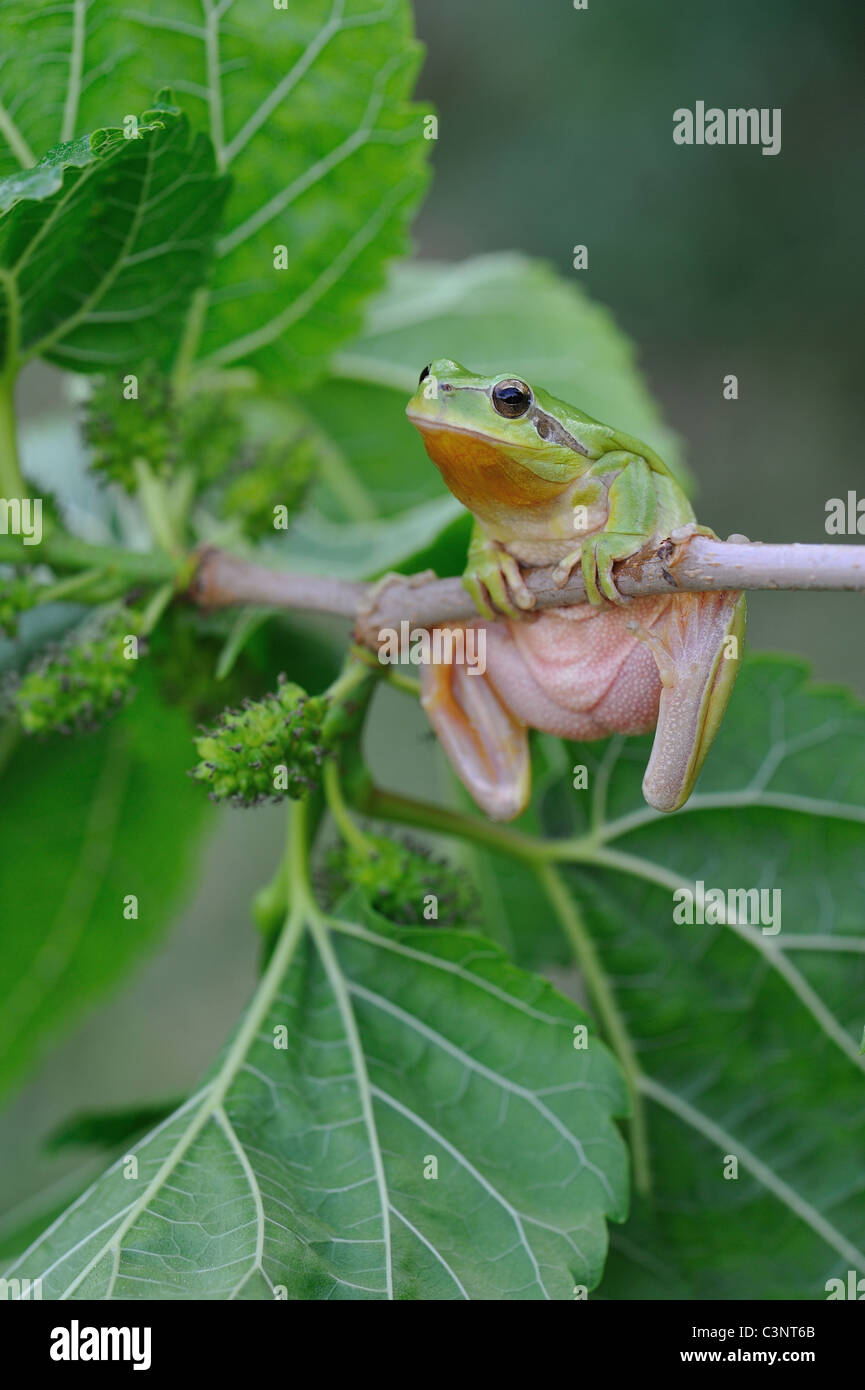 Mediterranean tree frog - Stripeless tree frog (Hyla meridionalis ...