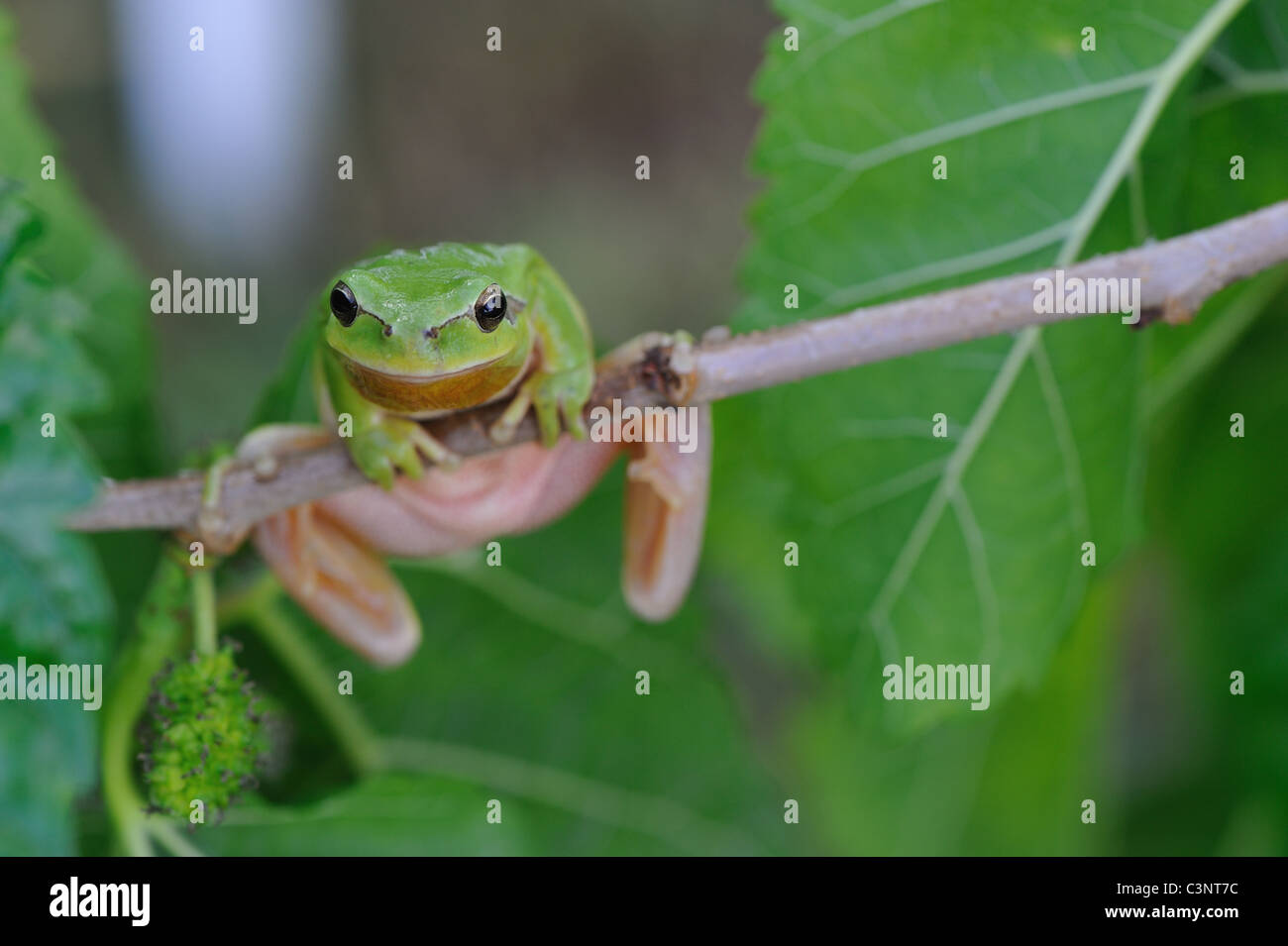 Mediterranean tree frog - Stripeless tree frog (Hyla meridionalis ...