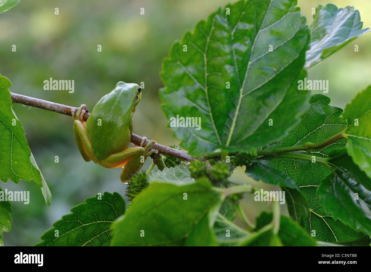 Mediterranean tree frog - Stripeless tree frog (Hyla meridionalis ...