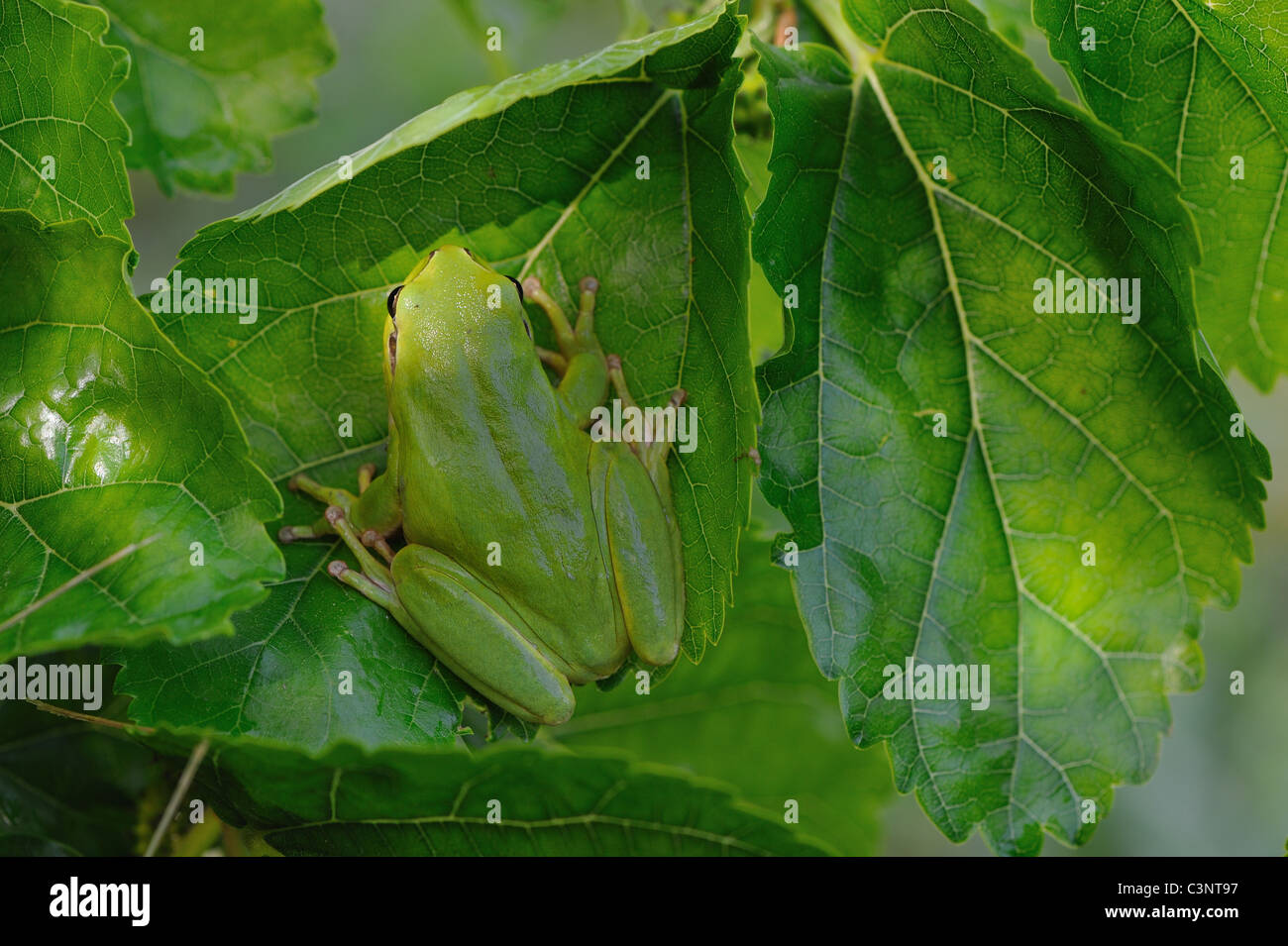 Mediterranean tree frog - Stripeless tree frog (Hyla meridionalis ...