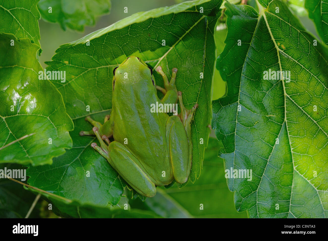 Mediterranean tree frog - Stripeless tree frog (Hyla meridionalis ...
