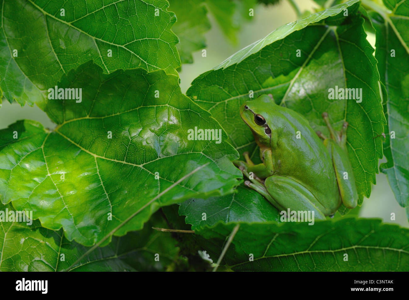 Mediterranean tree frog - Stripeless tree frog (Hyla meridionalis ...