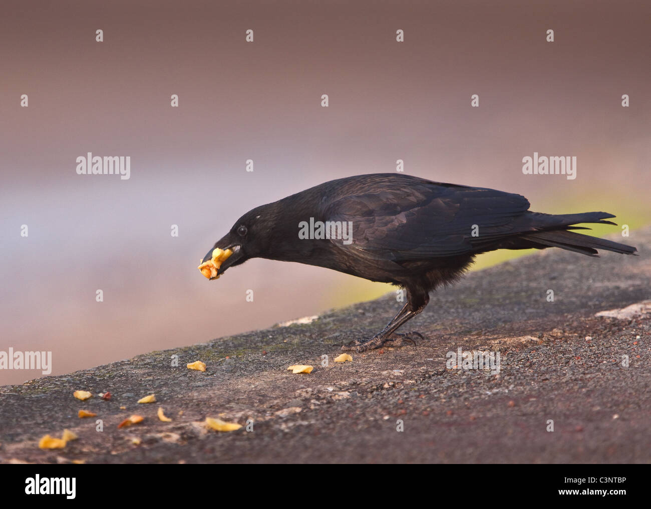 Chips bird hi-res stock photography and images - Alamy