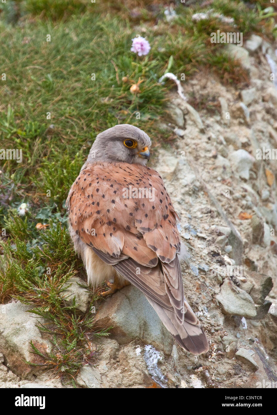 Kestrel at the coast hi-res stock photography and images - Alamy