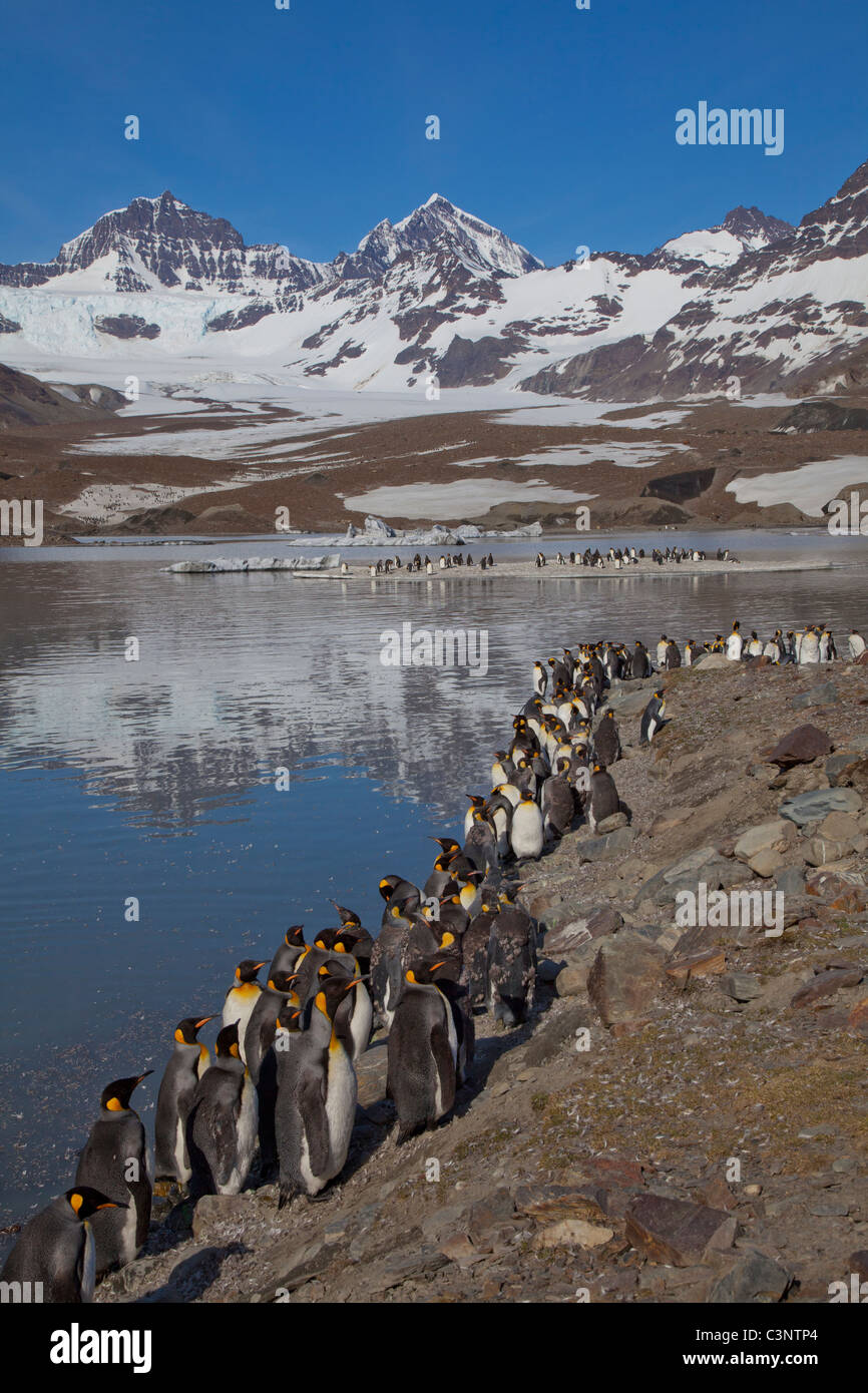 King penguins line the lake in front of the Cook Glacier at St Andrews ...