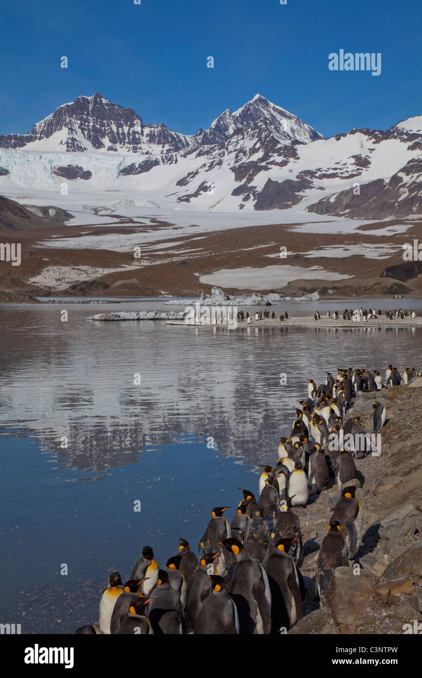 Penguins line hi-res stock photography and images - Alamy