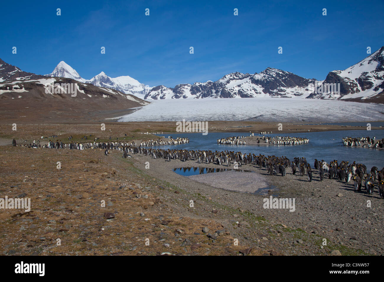 King Penguins line the glacial stream in front of the Cook Glacier at ...