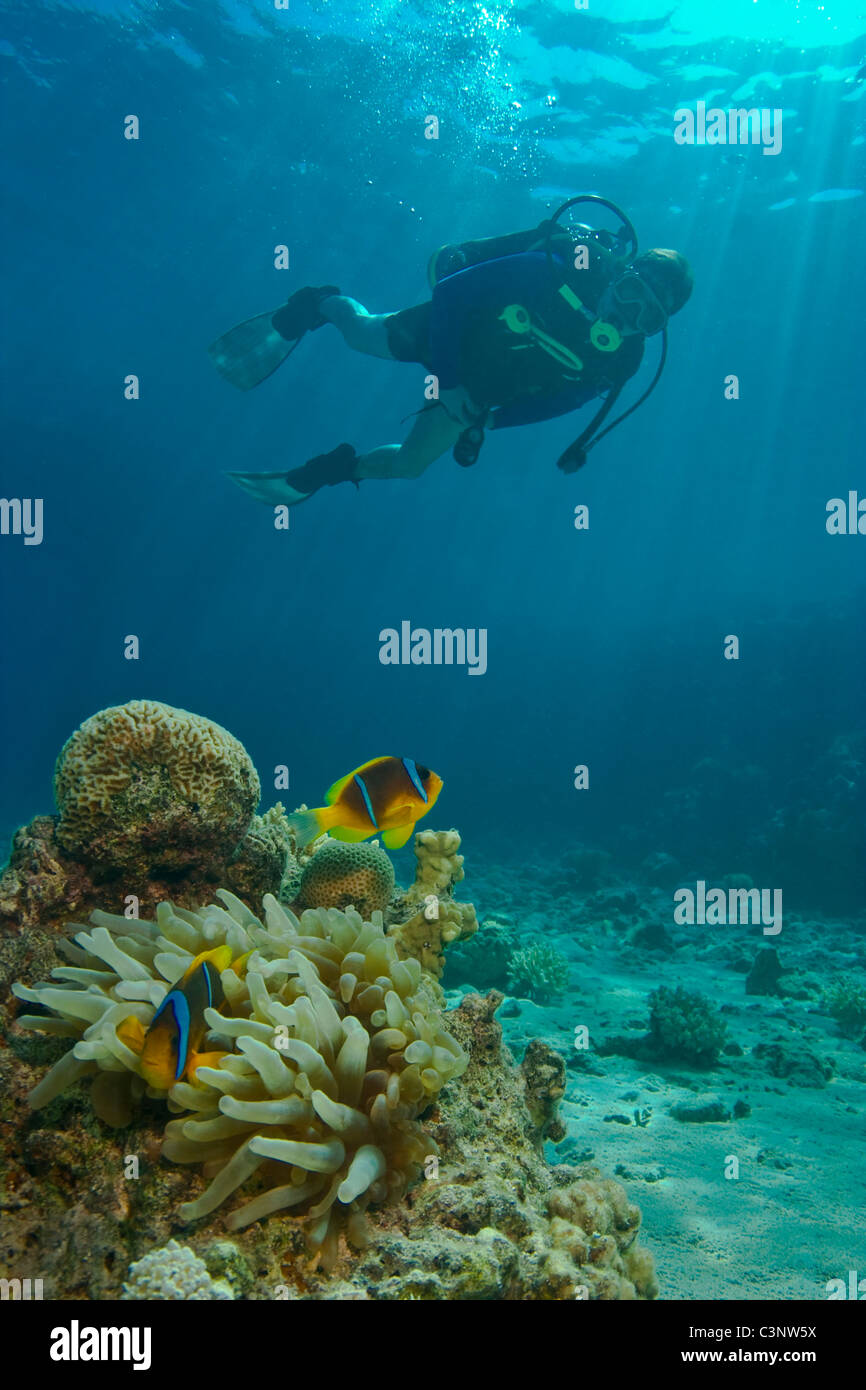 Rays Fish High Resolution Stock Photography and Images - Alamy