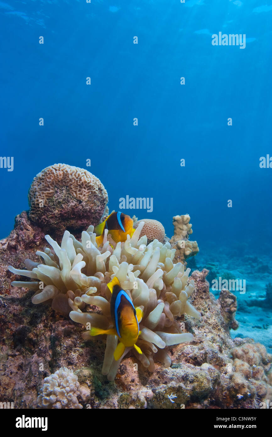 Rays Fish High Resolution Stock Photography and Images - Alamy