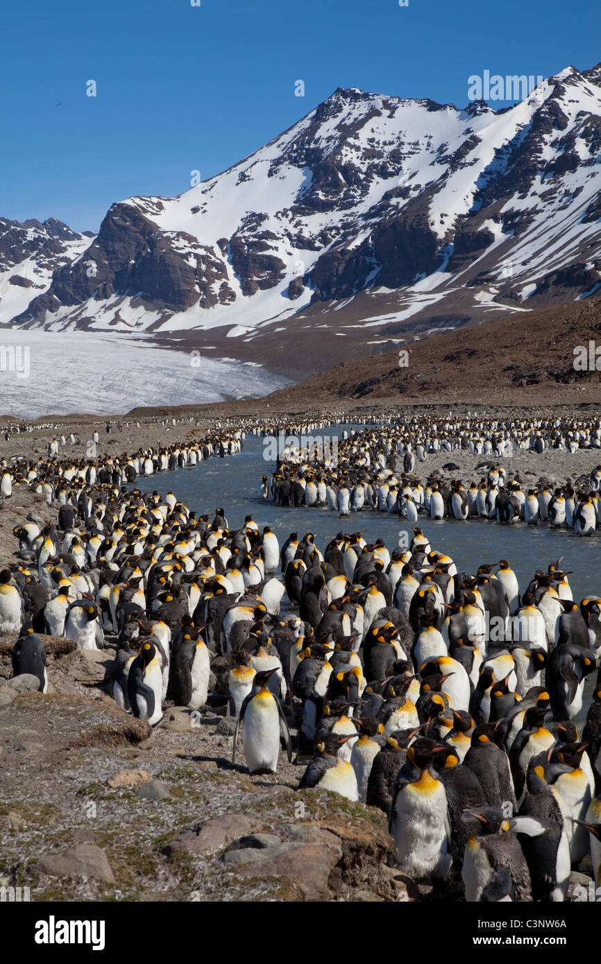Hundreds of king penguins line the glacial stream running from the Cook ...