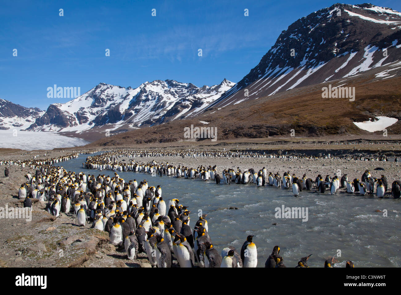 Hundreds of king penguins line the glacial stream at St Andrews Bay ...