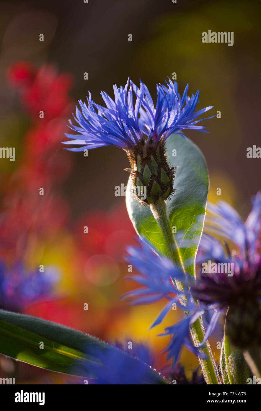 Nigella flower hi-res stock photography and images - Alamy
