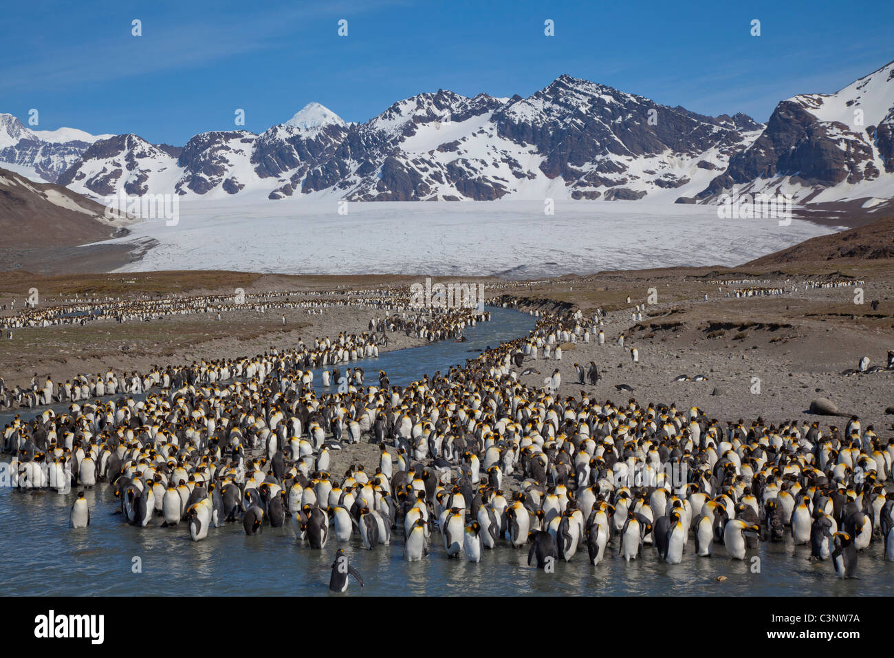 Hundreds of king penguins line the glacial stream in front of the Cook ...