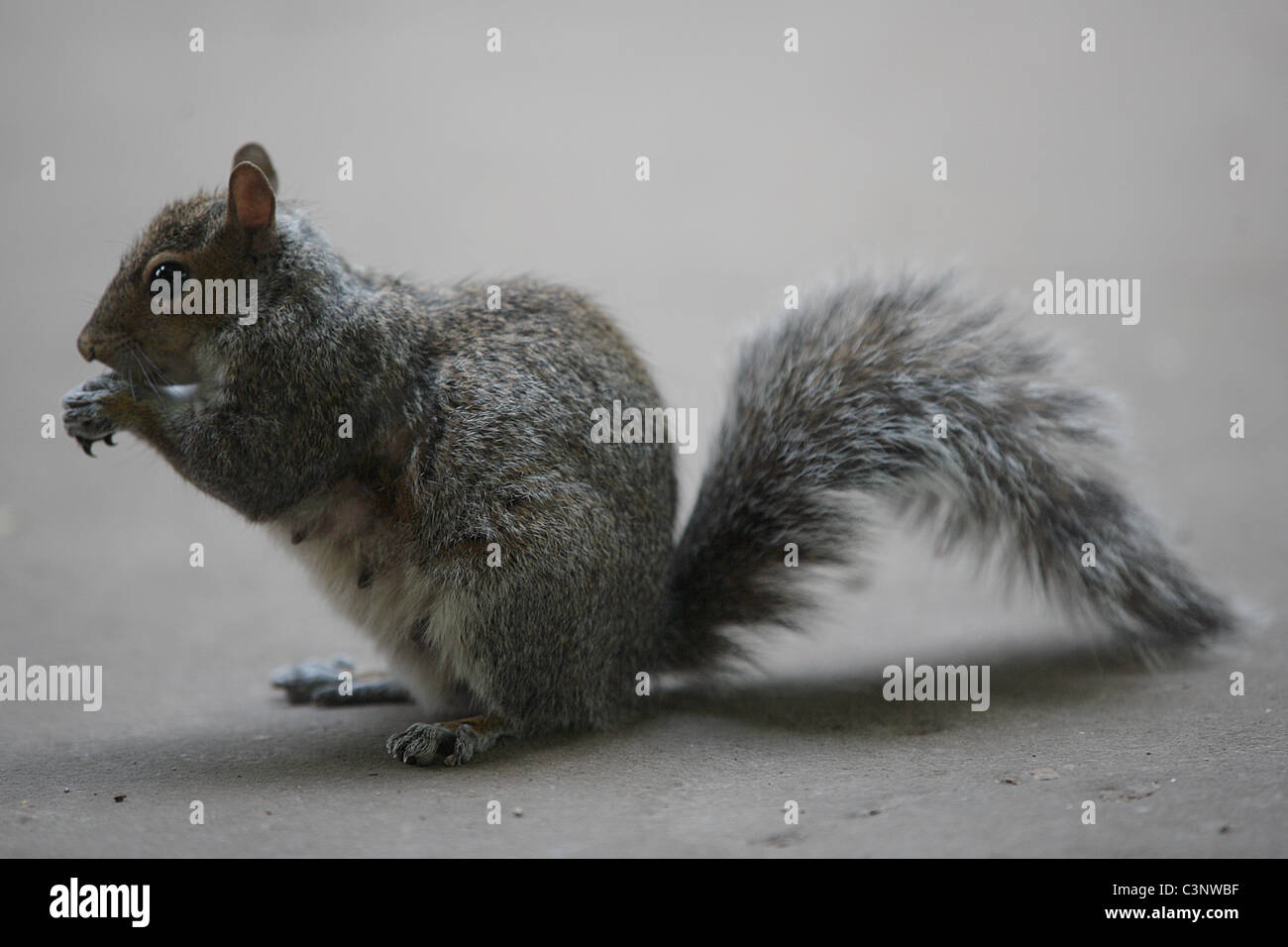 Female squirrel hi-res stock photography and images - Alamy