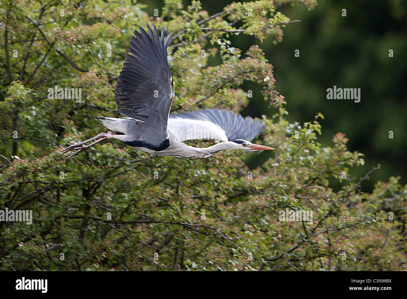 Stork in Flight Stock Photo - Alamy