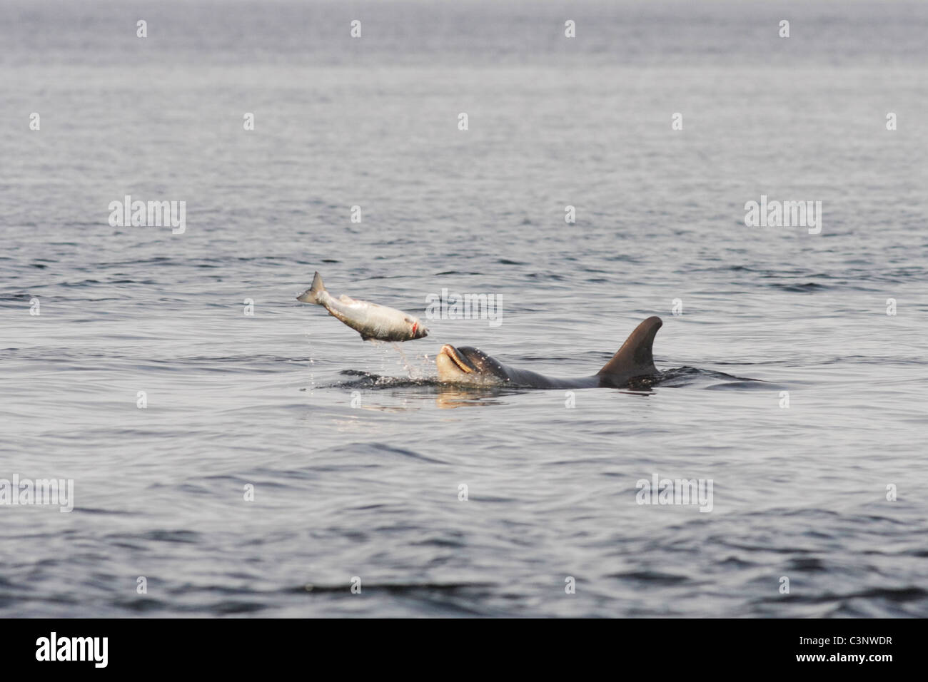 Dolphin hunting fish hi-res stock photography and images - Alamy