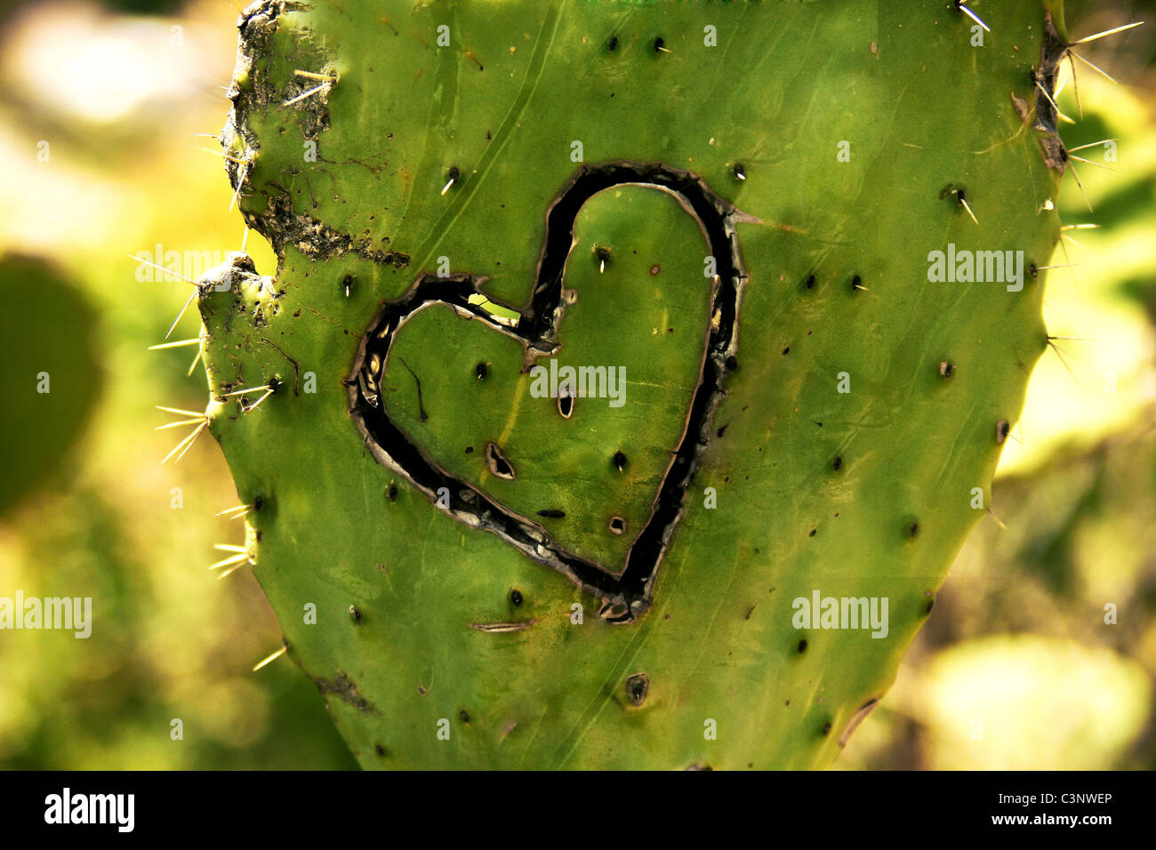 Love cactus hi-res stock photography and images - Alamy