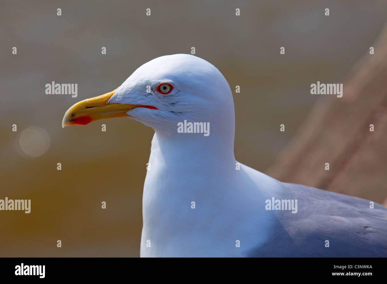 portrait of a seagull Stock Photo - Alamy