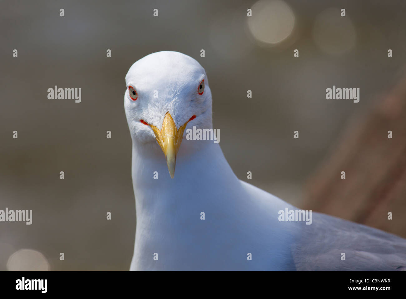 portrait of a seagull Stock Photo - Alamy