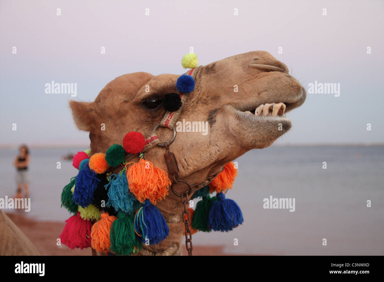 A camel on the beach by the Red Sea, Dahab, Egypt Stock Photo - Alamy