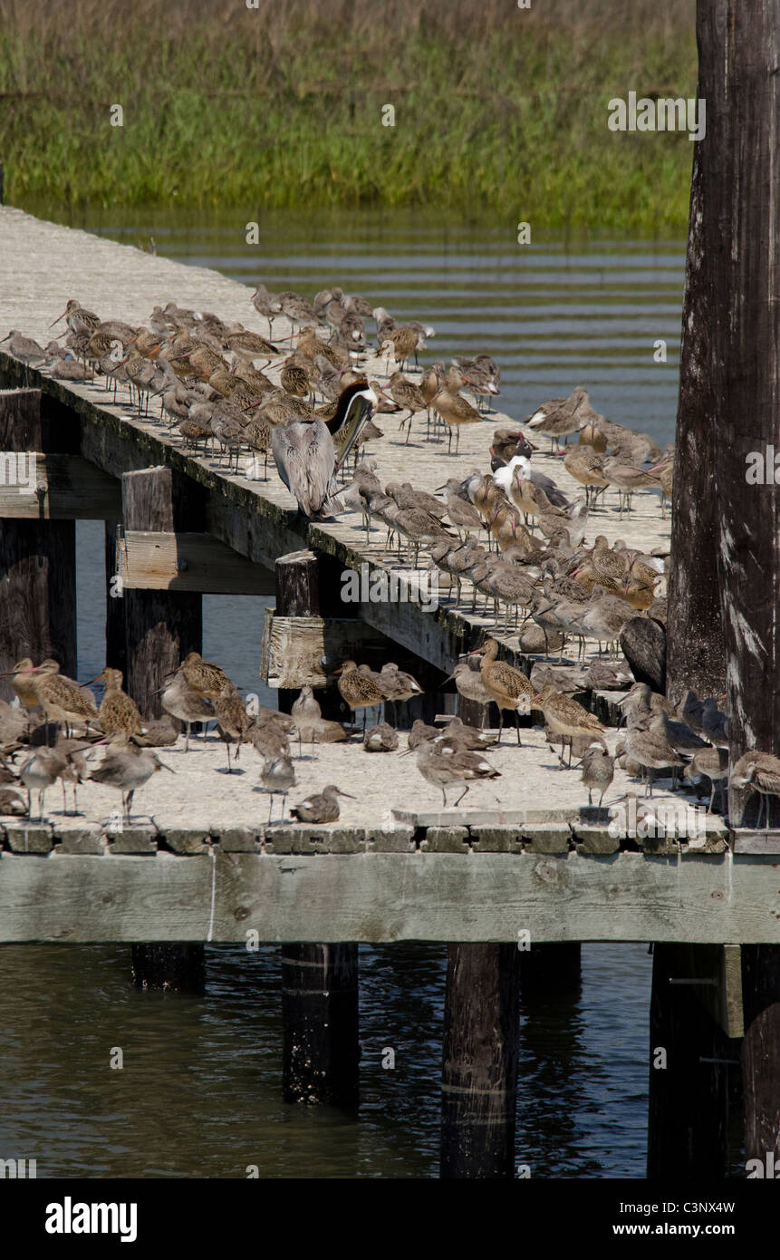 South Carolina. Shore birds on dock along the Intracoastal Waterway ...